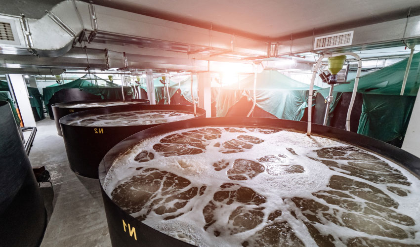 Triploid Oyster Spat Production - Sealife Aquaculture